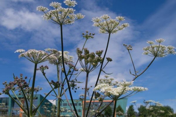 Pediater je naštel najbolj nevarne rastline za otroke