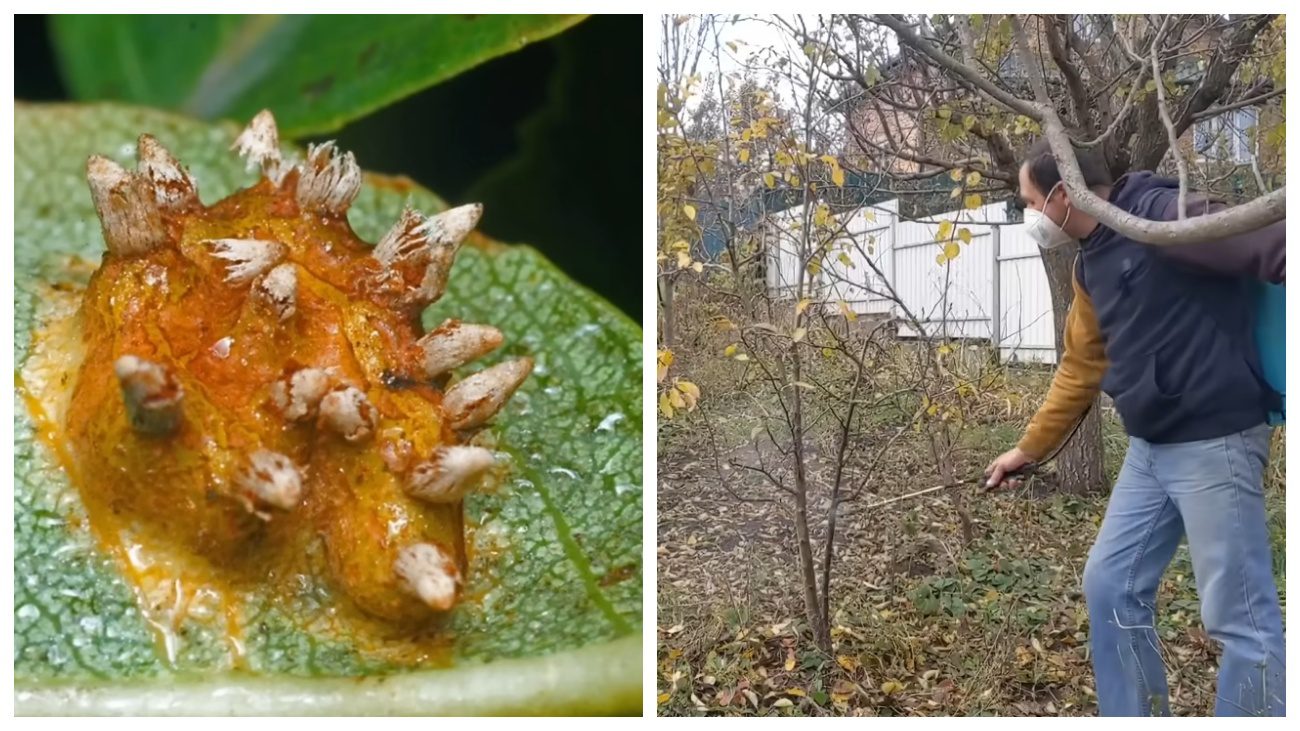 Вчора було рано, завтра буде пізно — тож я бігла сьогодні до груші з ...